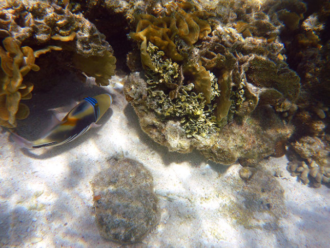 Wanderlust Australia: Touring Lady Elliot Island - Pretty Connected