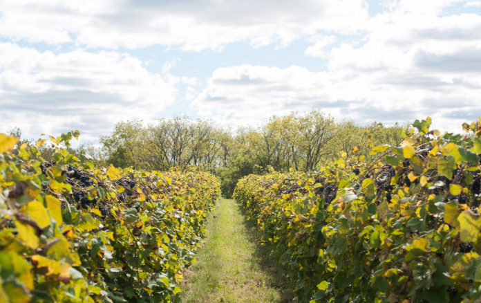 Virginia is for Wine Lovers - Pretty Connected